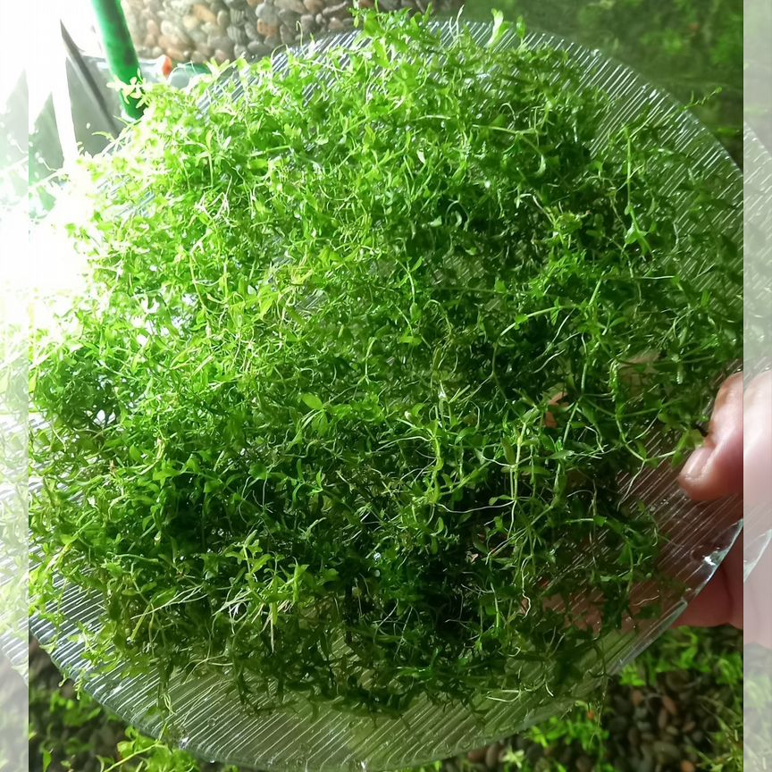 Хемиантус куба.Прополка