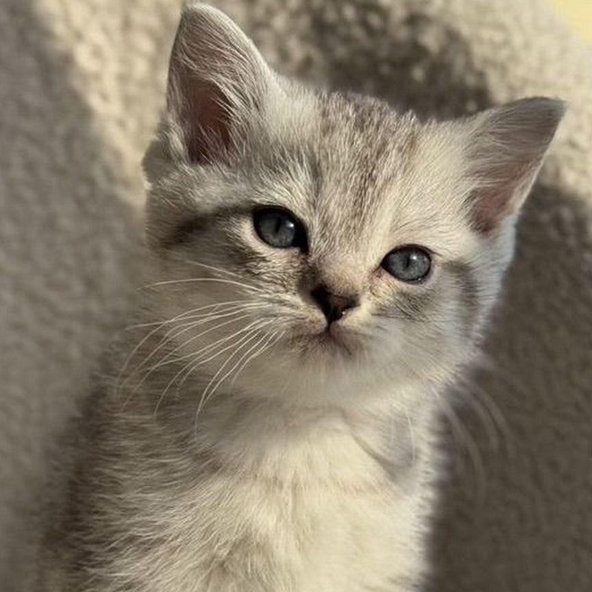 Котёнок от частного владельца