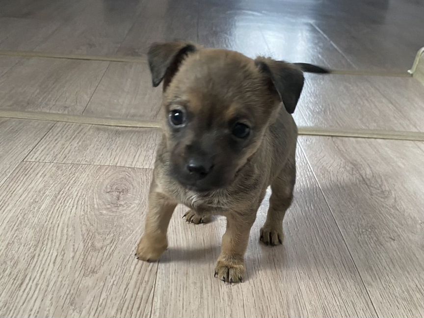 Щенки пинчер