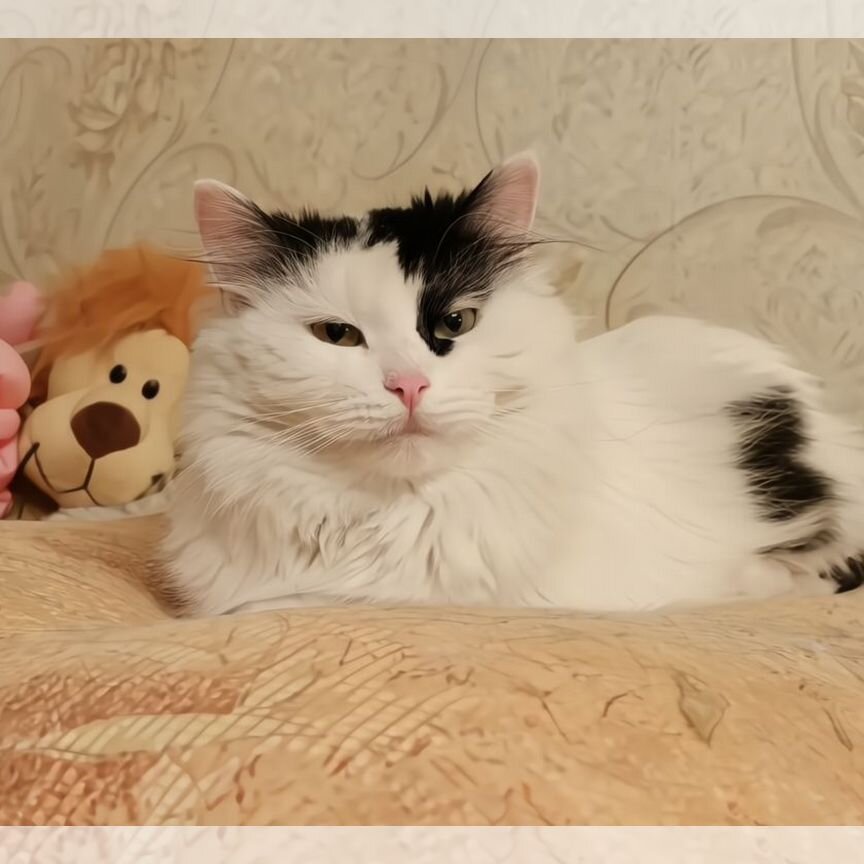 Взрослая, кошка в добрые руки