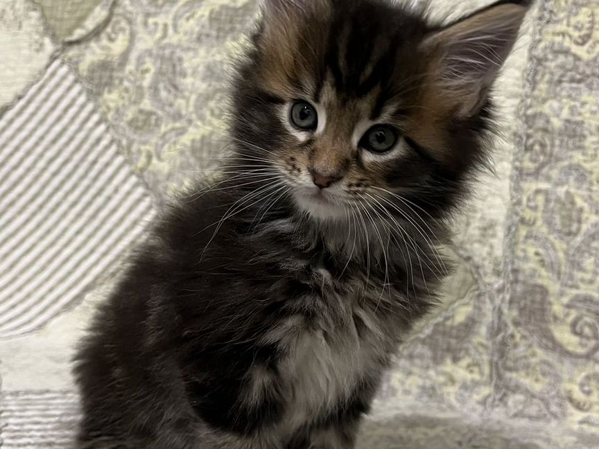 Котята мейн-кун