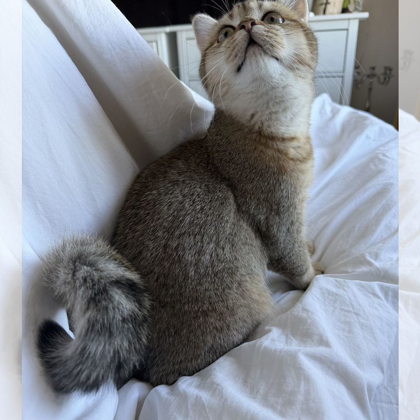 Шотландский прямоухий короткошёрстный котёнок