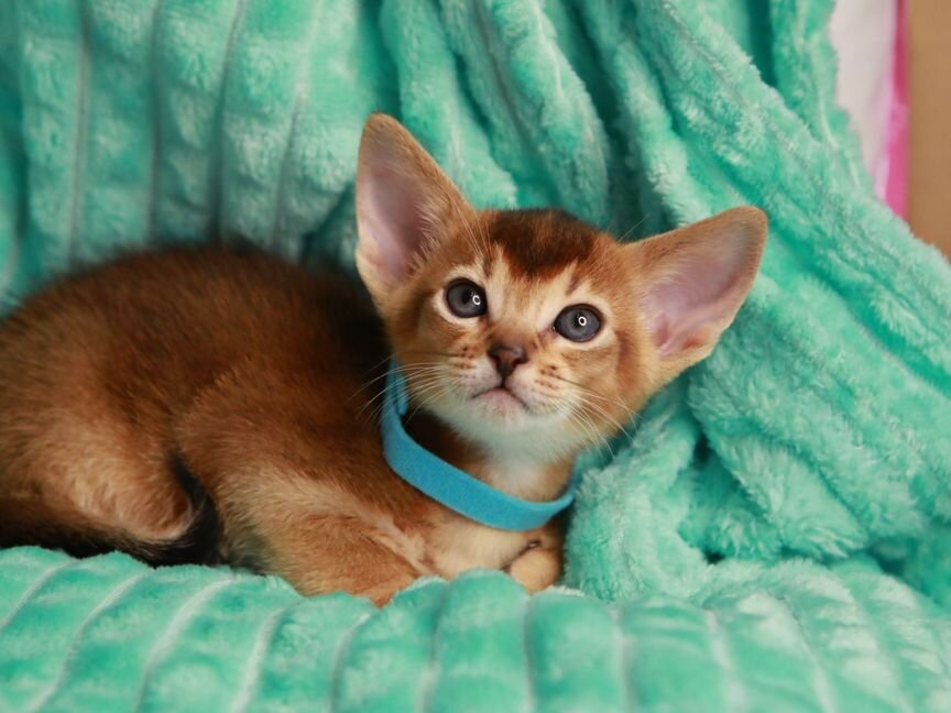 Элитные абиссинские котята