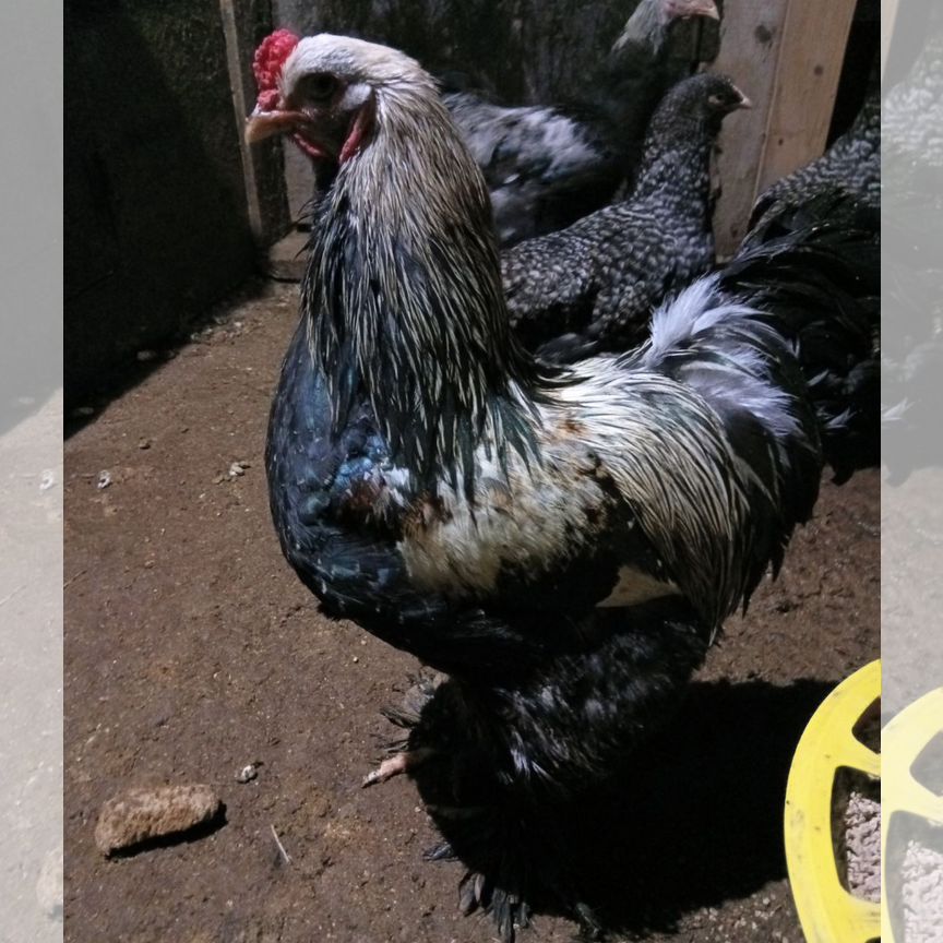 Молодые петухи