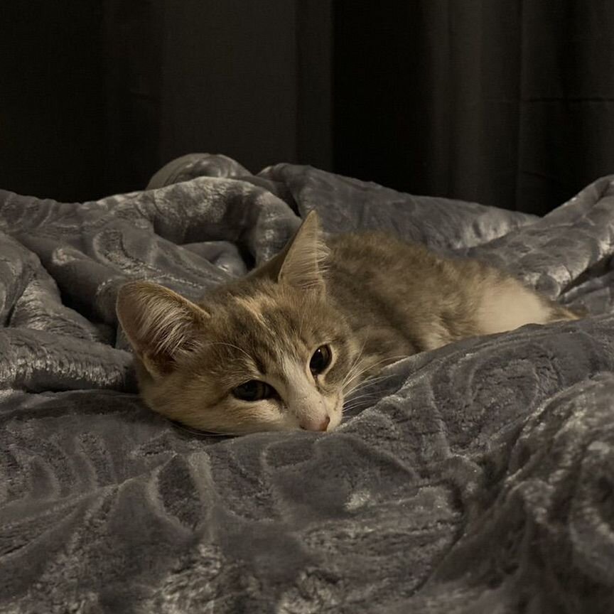 Кошечка в добрые руки