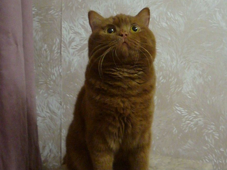 Британские котята
