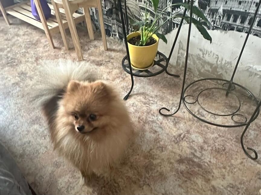 Померанский шпиц