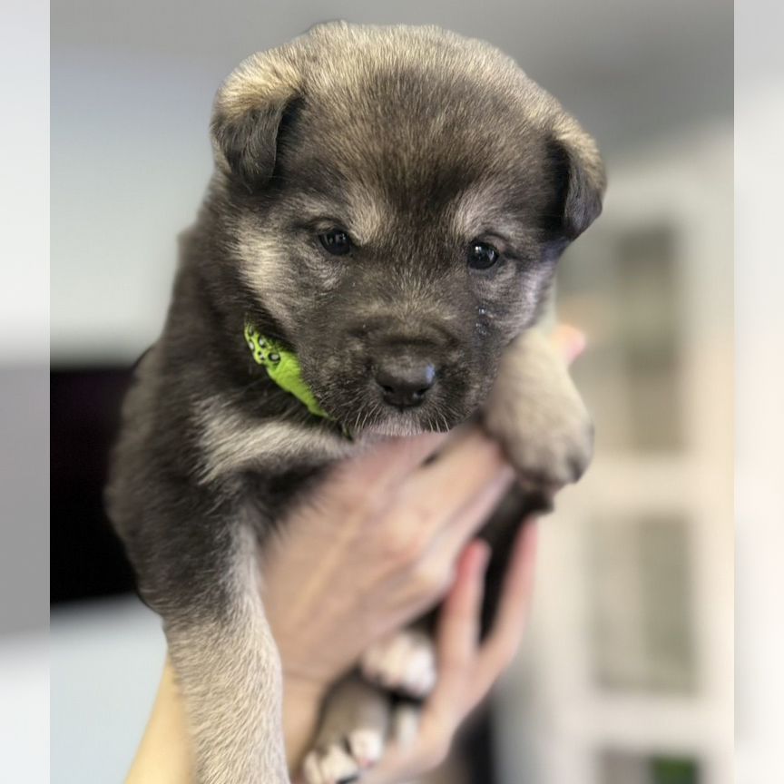 Щенок в добрые руки