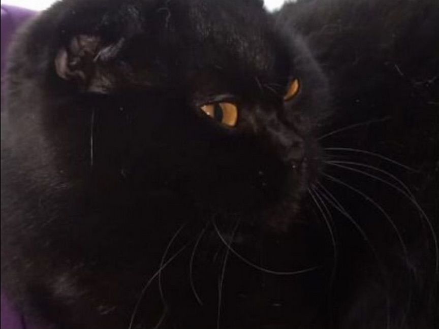 Шотландская вислоухая кошка