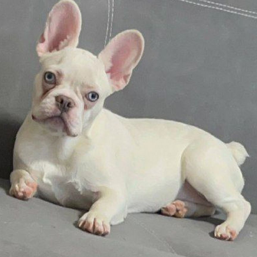 Французский бульдог, щенок