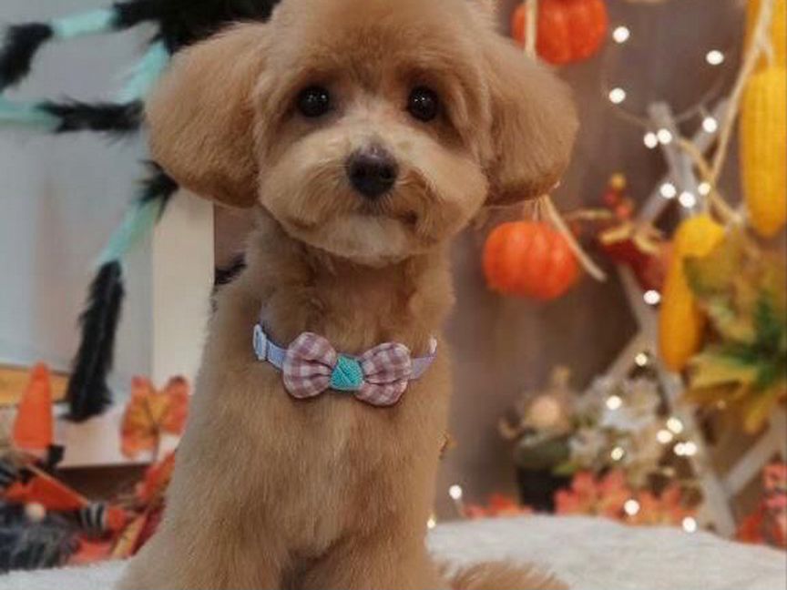 Крошка бишпу