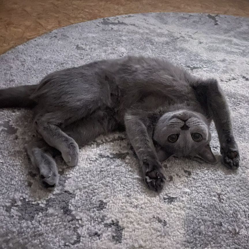 Британская короткошёрстная, взрослая кошка