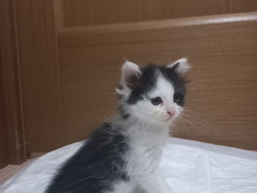 Отдам котят