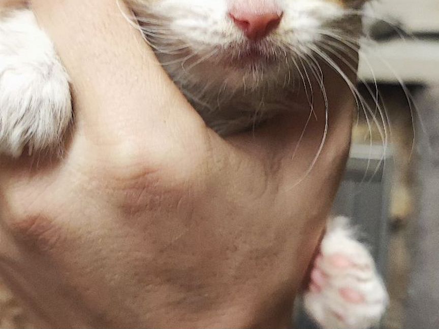Котята вислоухие в дар