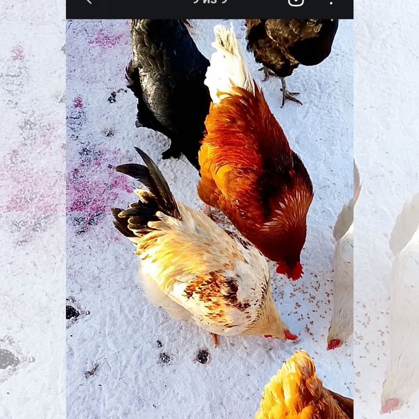 Курочки и петушки