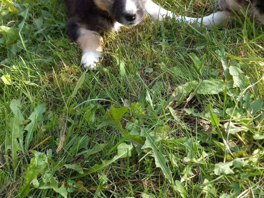 Собака в добрые руки отдам бесплатно