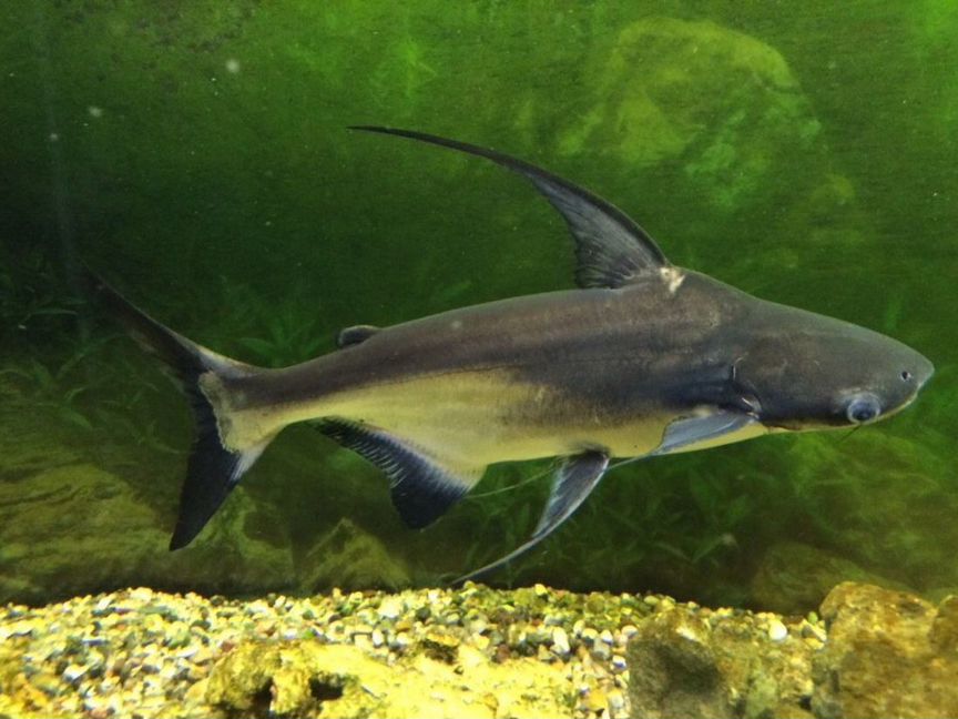Рыба пангасиус