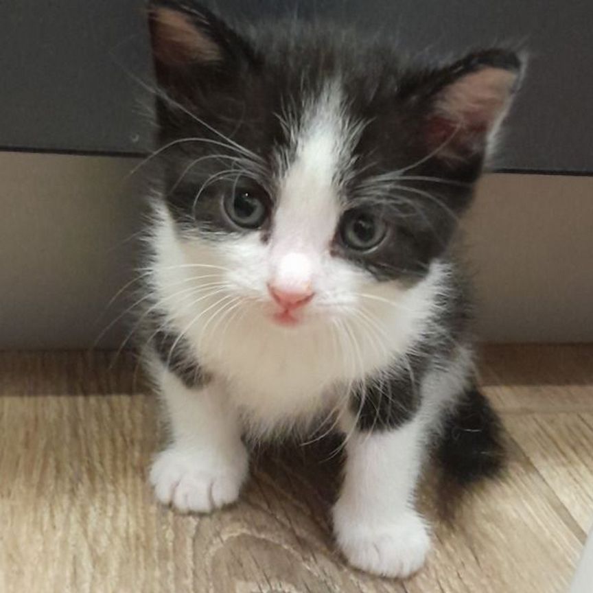 Милый котенок от шотландской кошки