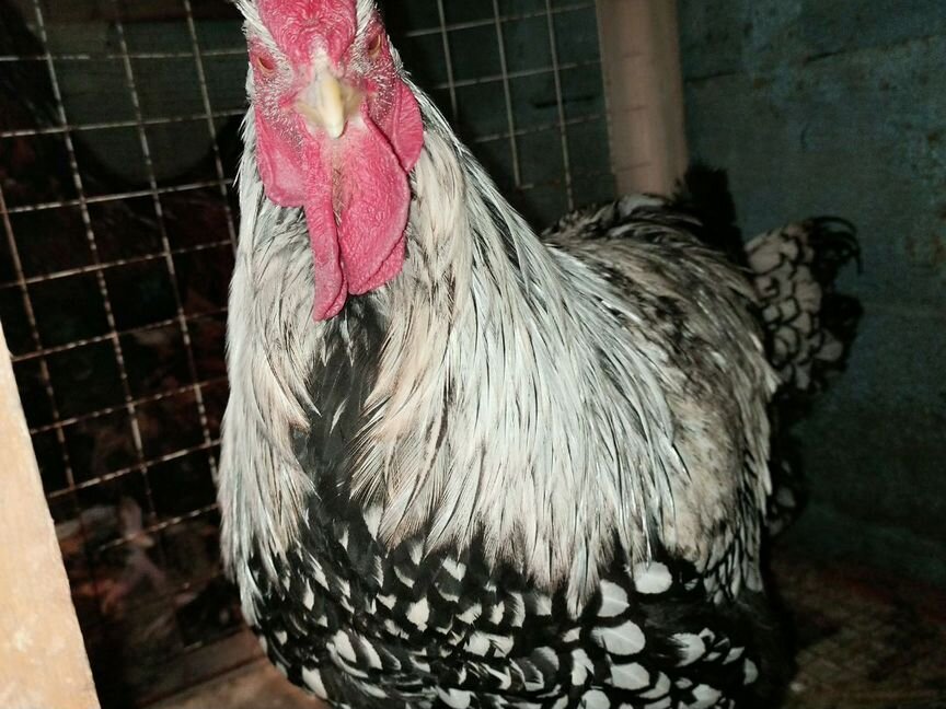 Птицы домашние куры