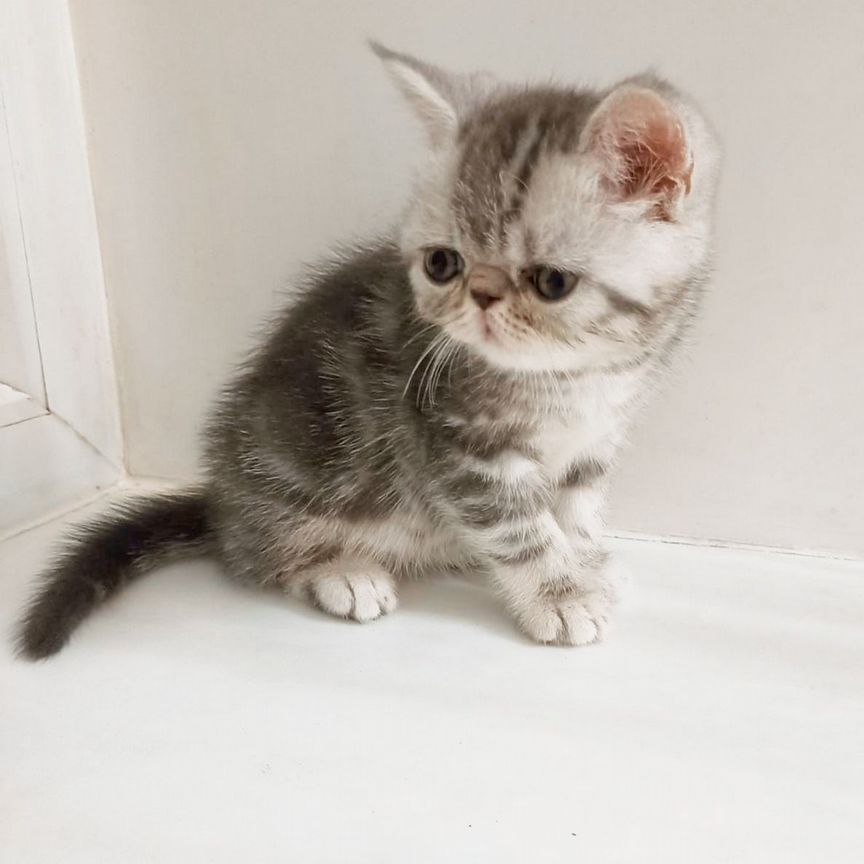 Экзотический котёнок