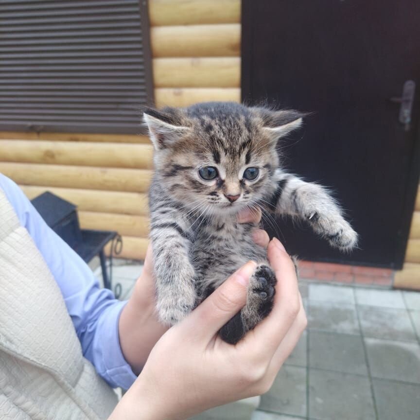 Отдам в добрые руки котят