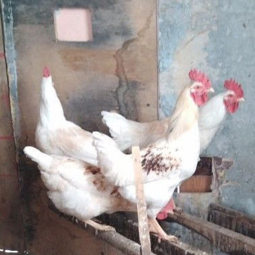 Продам петухов молодок