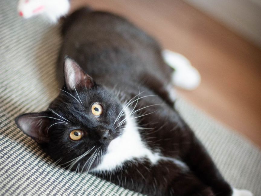 Котенок в добрые руки