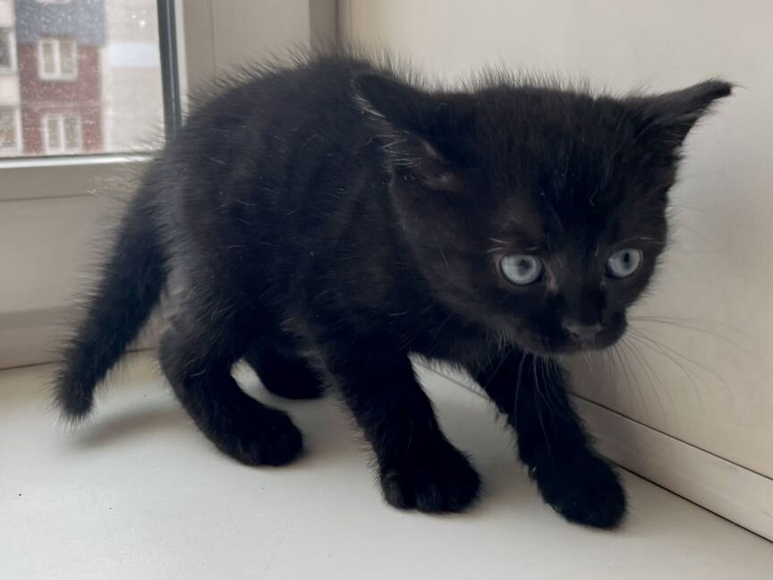 Котенок мальчик