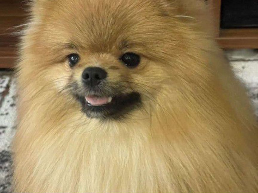 Померанский шпиц вязка кобель