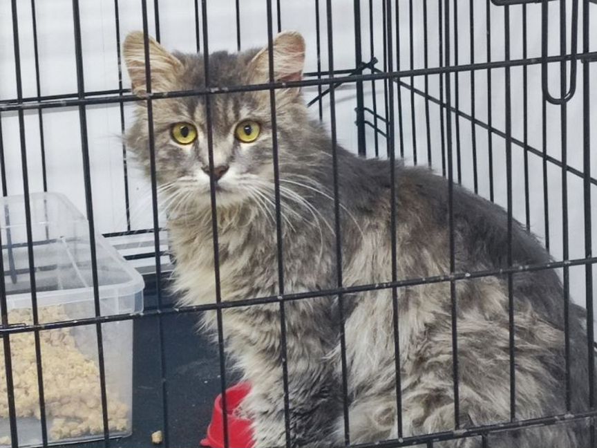 Котик Миша из приюта