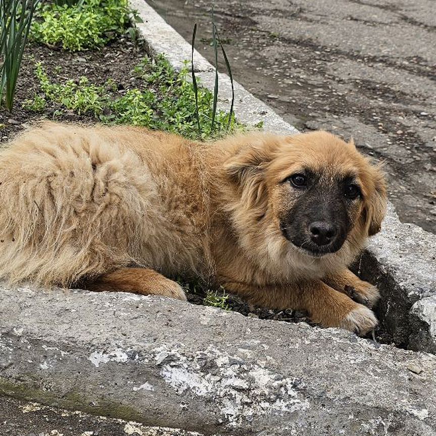 Пальма ищет дом и любящую семью