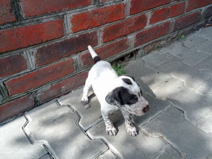 Щенки дратхаара