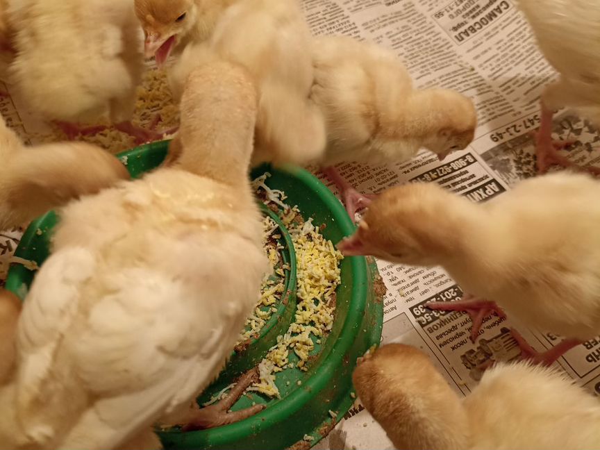 Птенцы белые широкогрудые индюшки