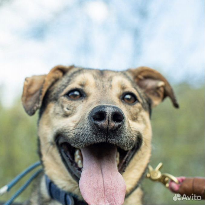 Малютка Пиф из приюта ищет дом