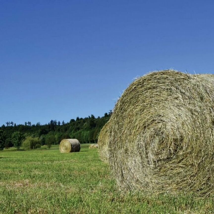 Продам сено в рулонах