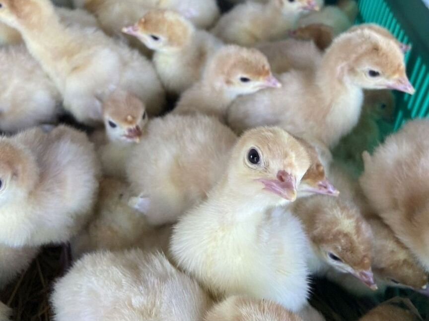 Индюшата ставропольская широкогрудая