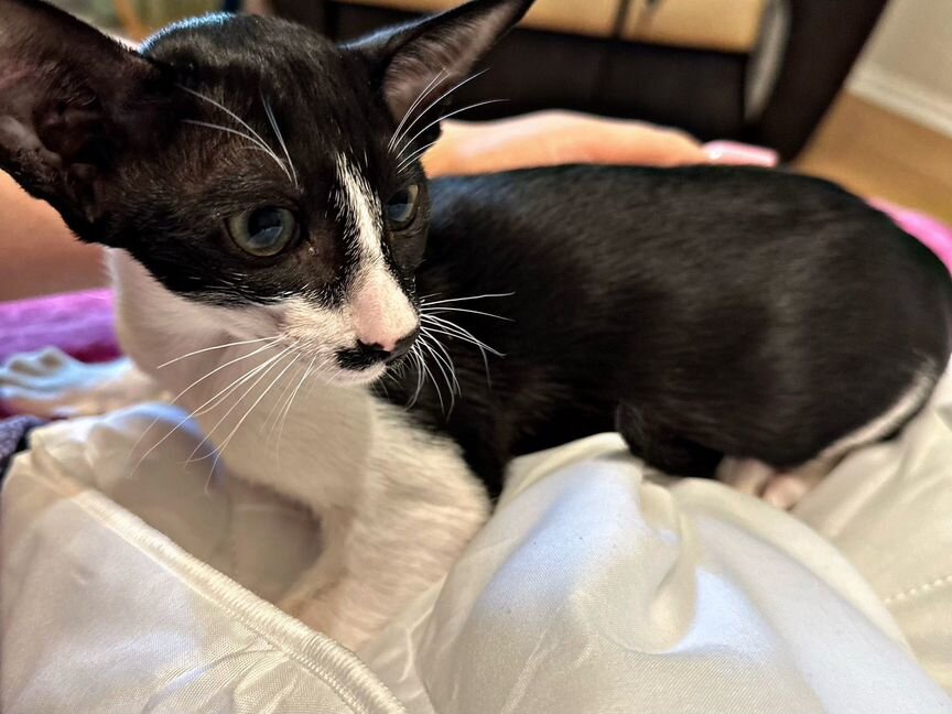 Ориентальный котенок