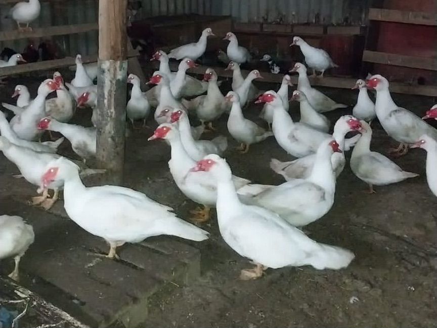 Индоутки белые