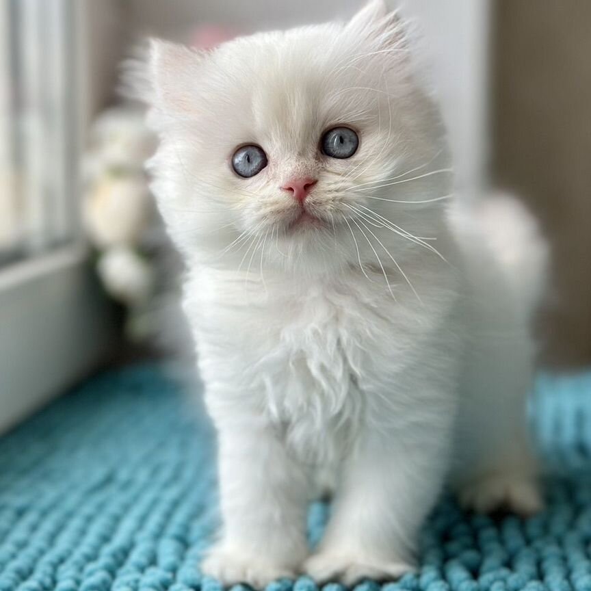 Роскошный кот шоколадная шиншилла поинт by1133