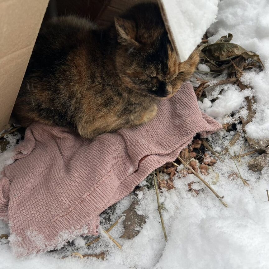 Кошка потеряшка