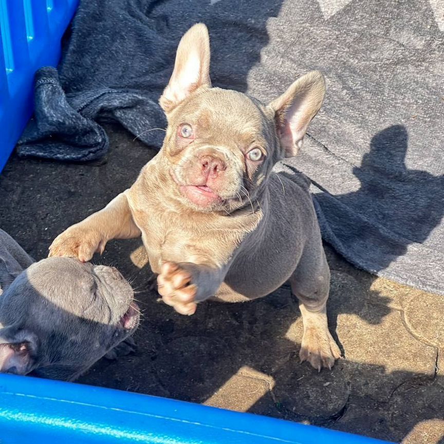 Французский бульдог