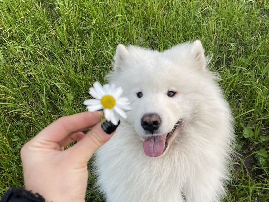 Вязка самоед