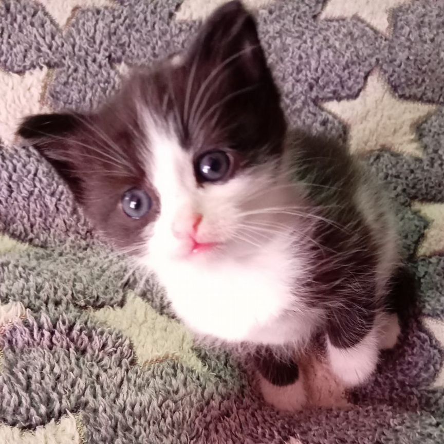 Котёнок от частного владельца