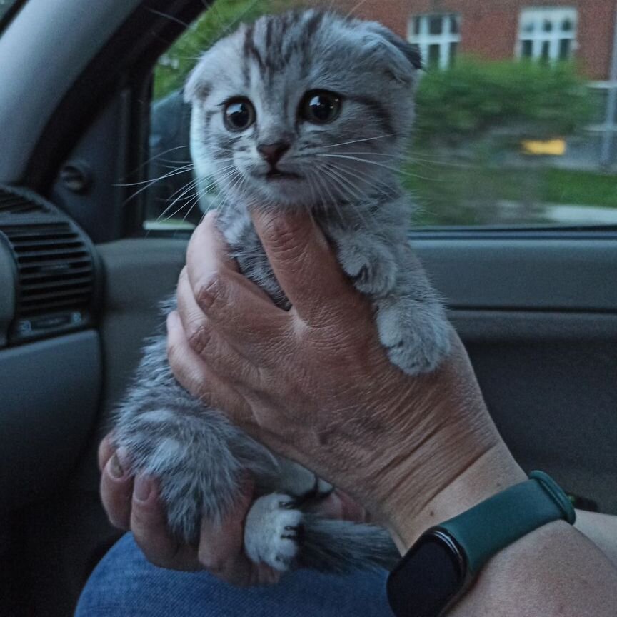Котёнок в добрые руки