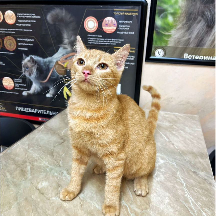 Котенок мальчик