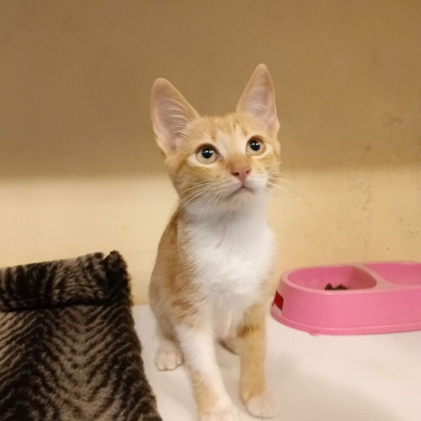 Рыжая кошечка