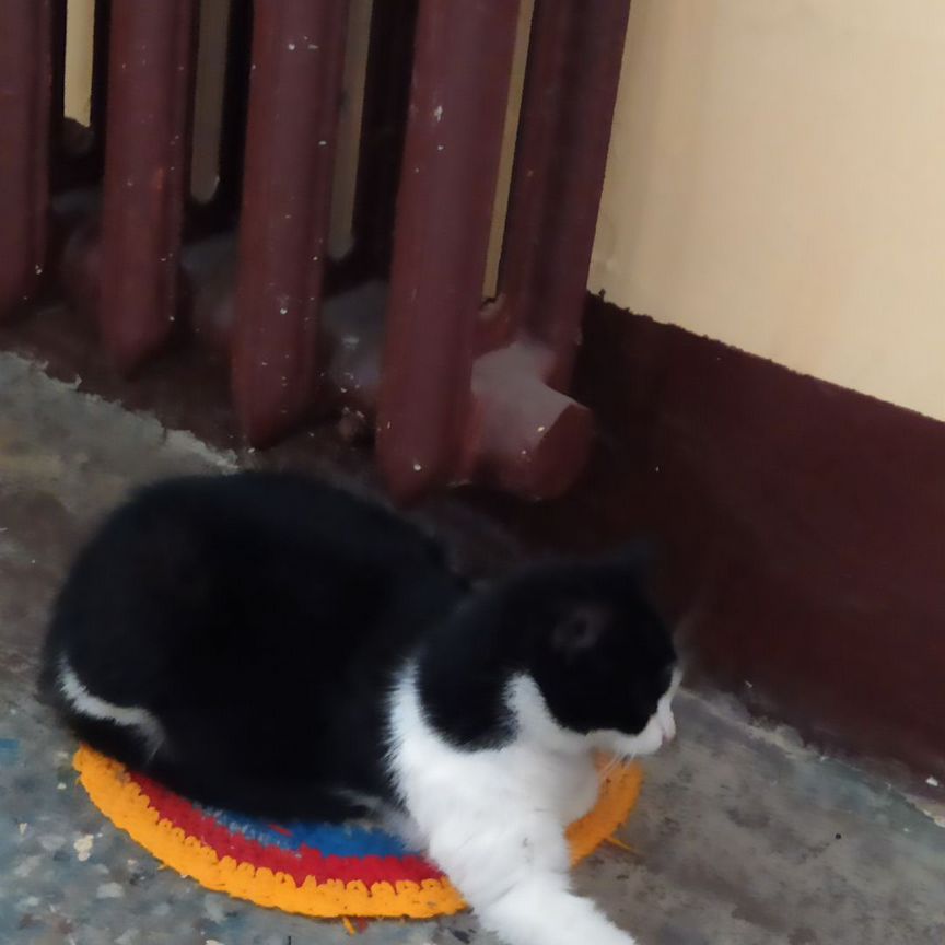 Кошка ищет дом