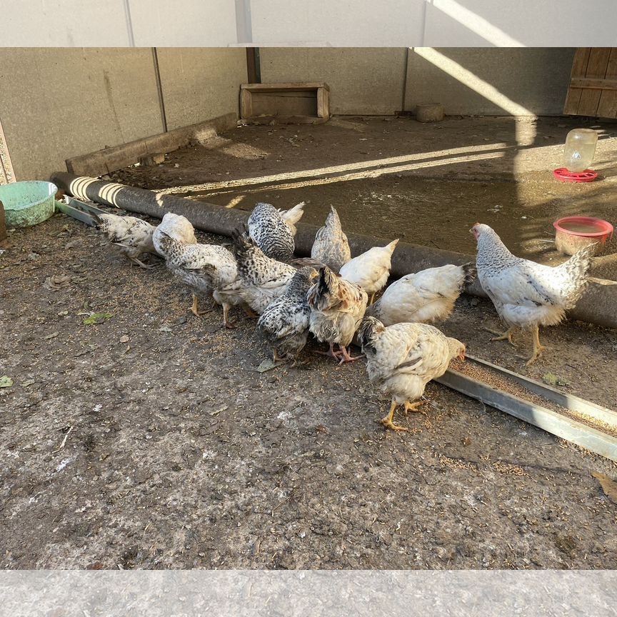 Куры молодки