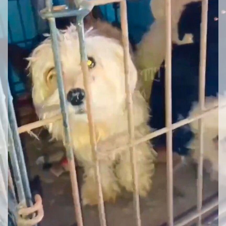 Мальтийская болонка, взрослая собака