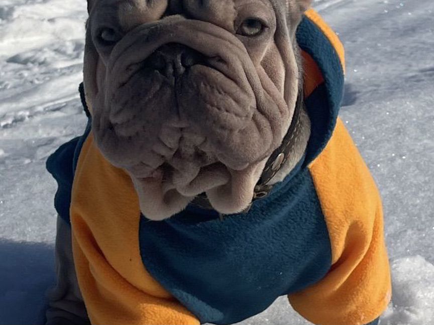 Биг роп бульдог вязка